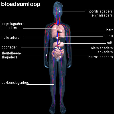 afbeeldingen van het menselijk lichaam - Menselijk Lichaam