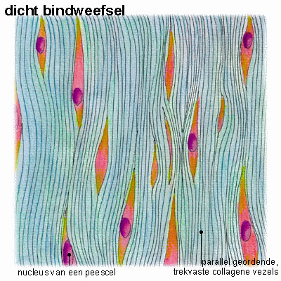 afbeeldingen van het menselijk lichaam - Menselijk Lichaam