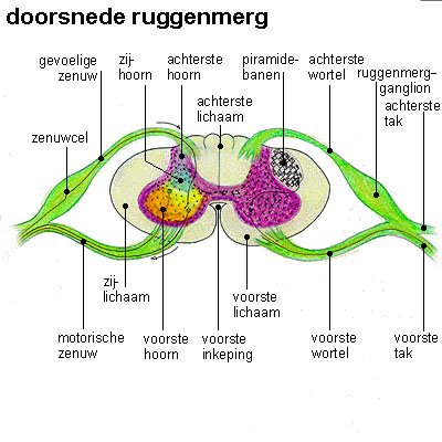 afbeeldingen van het menselijk lichaam - Menselijk Lichaam