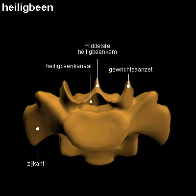 afbeeldingen van het menselijk lichaam - Menselijk Lichaam