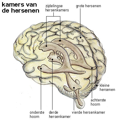 afbeeldingen van het menselijk lichaam - Menselijk Lichaam