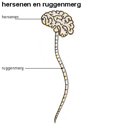 afbeeldingen van het menselijk lichaam - Menselijk Lichaam