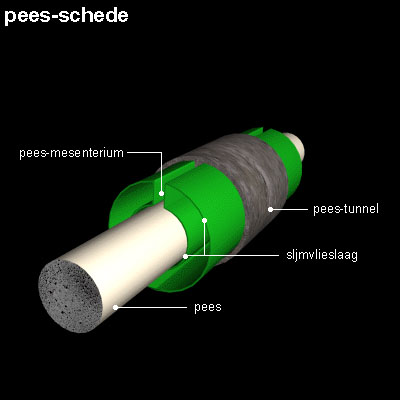 afbeeldingen van het menselijk lichaam - Menselijk Lichaam