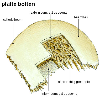 afbeeldingen van het menselijk lichaam - Menselijk Lichaam