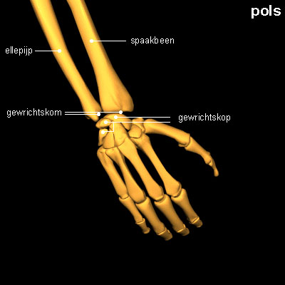 afbeeldingen van het menselijk lichaam - Menselijk Lichaam