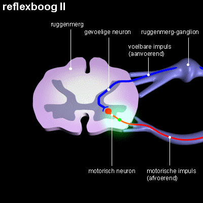 afbeeldingen van het menselijk lichaam - Menselijk Lichaam