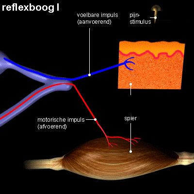 afbeeldingen van het menselijk lichaam - Menselijk Lichaam