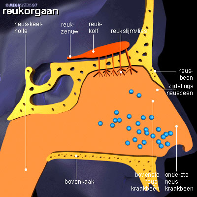 afbeeldingen van het menselijk lichaam - Menselijk Lichaam