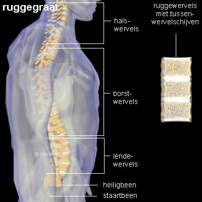 afbeeldingen van het menselijk lichaam - Menselijk Lichaam