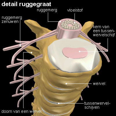 afbeeldingen van het menselijk lichaam - Menselijk Lichaam