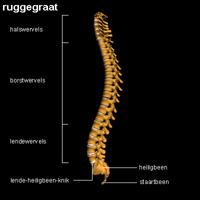 afbeeldingen van het menselijk lichaam - Menselijk Lichaam