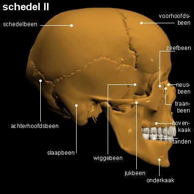 afbeeldingen van het menselijk lichaam - Menselijk Lichaam