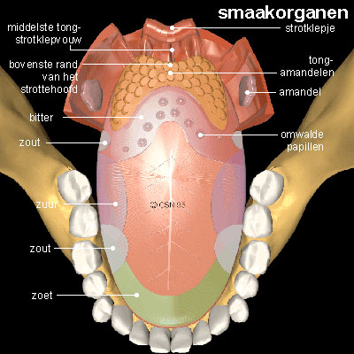 afbeeldingen van het menselijk lichaam - Menselijk Lichaam