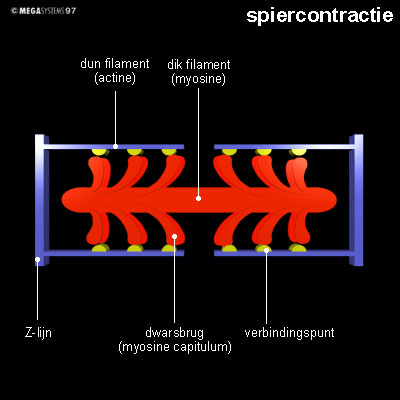 afbeeldingen van het menselijk lichaam - Menselijk Lichaam