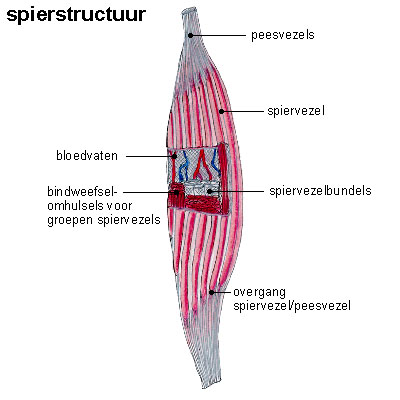 afbeeldingen van het menselijk lichaam - Menselijk Lichaam