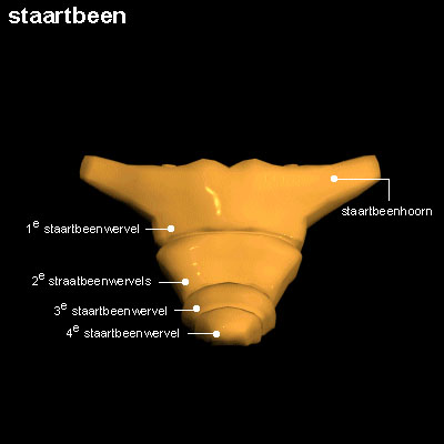 afbeeldingen van het menselijk lichaam - Menselijk Lichaam