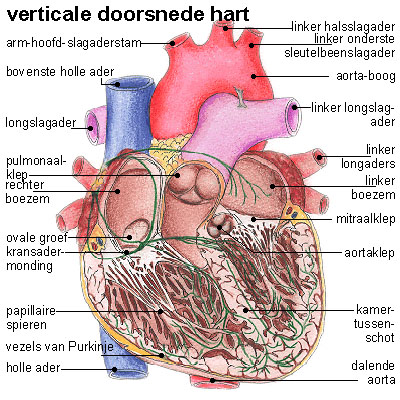 afbeeldingen van het menselijk lichaam - Menselijk Lichaam