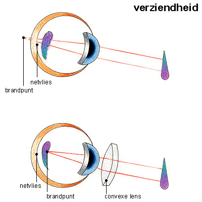 afbeeldingen van het menselijk lichaam - Menselijk Lichaam