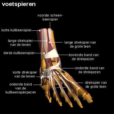 afbeeldingen van het menselijk lichaam - Menselijk Lichaam