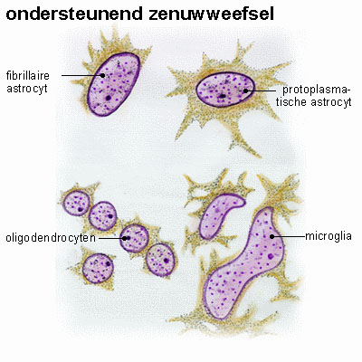 afbeeldingen van het menselijk lichaam - Menselijk Lichaam