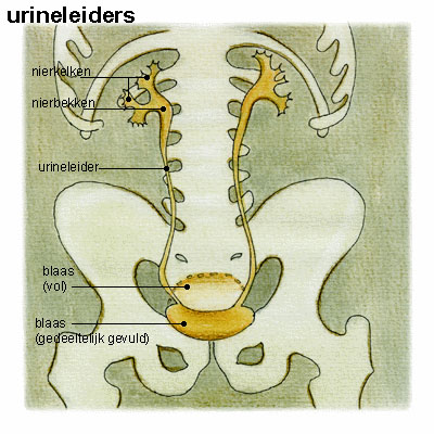 Urineleider (ureter) | Nieren | Menselijk Lichaam