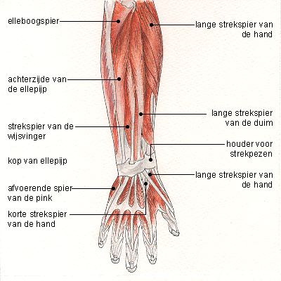Spieren van de bovenste ledematen | Skelet | Menselijk Lichaam - Menselijk Lichaam