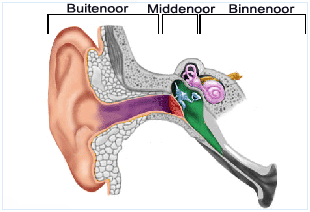Binnenoor | Zintuigen | Menselijk Lichaam - Menselijk Lichaam