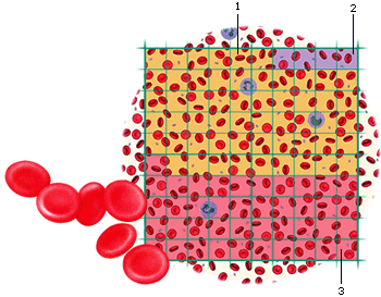 Bloedplaatjes (trombocyten) | Bloed / afweersysteem | Menselijk Lichaam ...