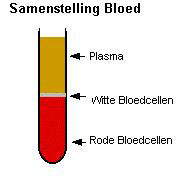 Bloedplasma | Bloed / afweersysteem | Menselijk Lichaam - Menselijk Lichaam