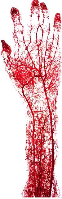 Bloedvaten van de hand | Algemeen | Menselijk Lichaam - Menselijk Lichaam