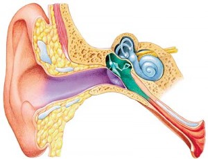 Buis van Eustachius | Het oor | Menselijk Lichaam - Menselijk Lichaam
