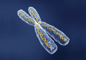 Chromosoom | Cel | Menselijk Lichaam - Menselijk Lichaam
