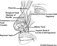 Compressor nasi (nasalis) | Spieren | Menselijk Lichaam - Menselijk Lichaam