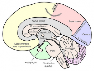Corpus callosum | Hersenen | Menselijk Lichaam - Menselijk Lichaam