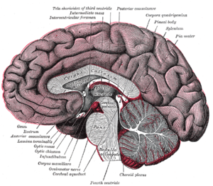 Corpus callosum | Hersenen | Menselijk Lichaam - Menselijk Lichaam