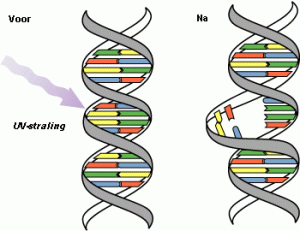 DNA mutaties | Cel | Menselijk Lichaam - Menselijk Lichaam