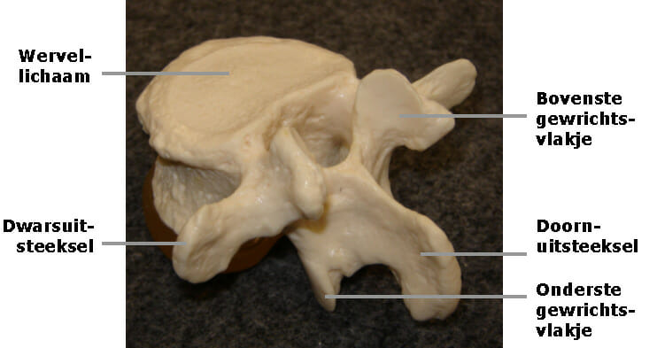 Dwarsuitsteeksel | Hersenen | Menselijk Lichaam - Menselijk Lichaam