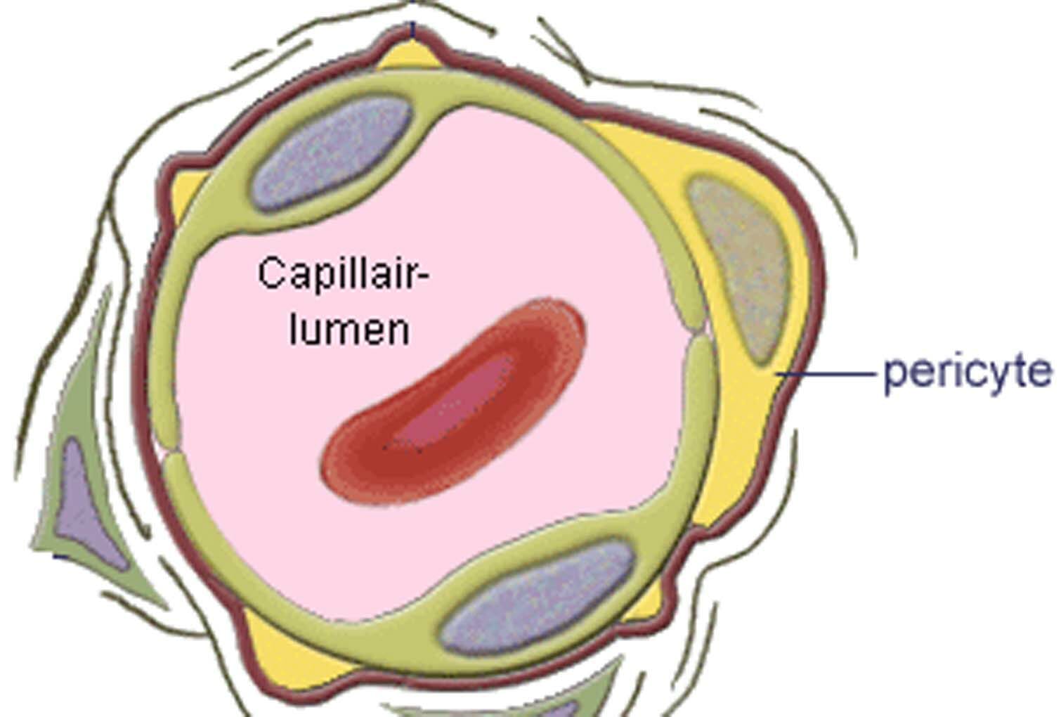 Endotheelcellen | Cel | Menselijk Lichaam - Menselijk Lichaam