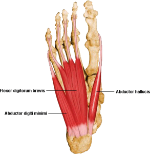 Extensor digitorum manus | Spieren | Menselijk Lichaam - Menselijk Lichaam
