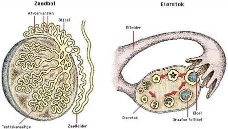 Geslachtsklieren | Hormonaal | Menselijk Lichaam - Menselijk Lichaam