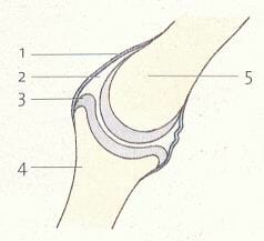 Gewrichten. Lees hier alles over de Gewrichten - Menselijk Lichaam