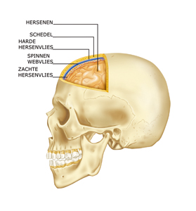 Hersenvliezen | Hersenen | Menselijk Lichaam - Menselijk Lichaam