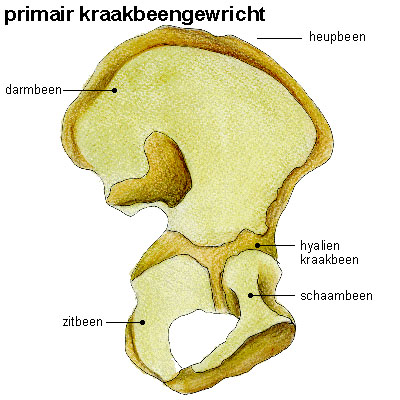 Gewrichtssoorten | Skelet | Menselijk Lichaam - Menselijk Lichaam
