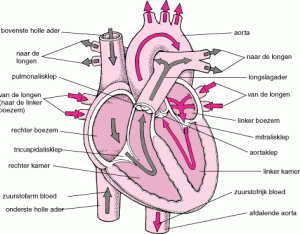 Lichaamscirculatie | Hart / circulatie | Menselijk Lichaam - Menselijk ...