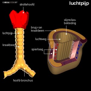 Luchtpijp | Ademhaling | Menselijk Lichaam - Menselijk Lichaam