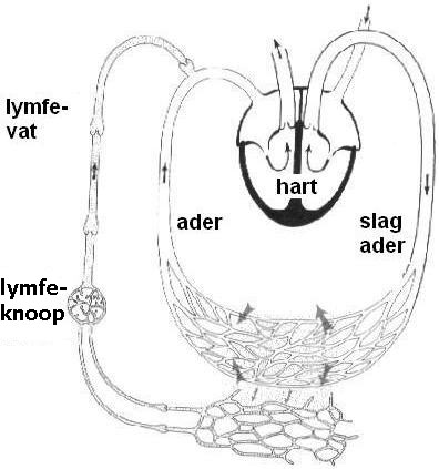Lymfevaten | Bloed / afweersysteem | Menselijk Lichaam - Menselijk Lichaam