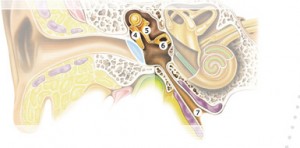 Middenoor | Het oor | Menselijk Lichaam - Menselijk Lichaam