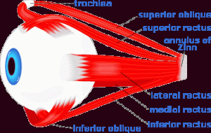 Rectus superior | Spieren | Menselijk Lichaam - Menselijk Lichaam