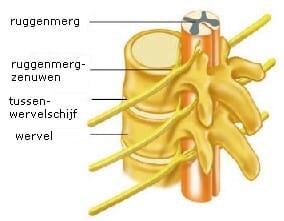 Ruggenmergzenuwen | hersenen | Menselijk Lichaam - Menselijk Lichaam