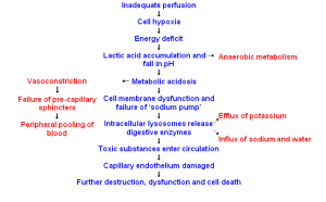 Shock | Eerste hulp - EHBO | Menselijk Lichaam - Menselijk Lichaam